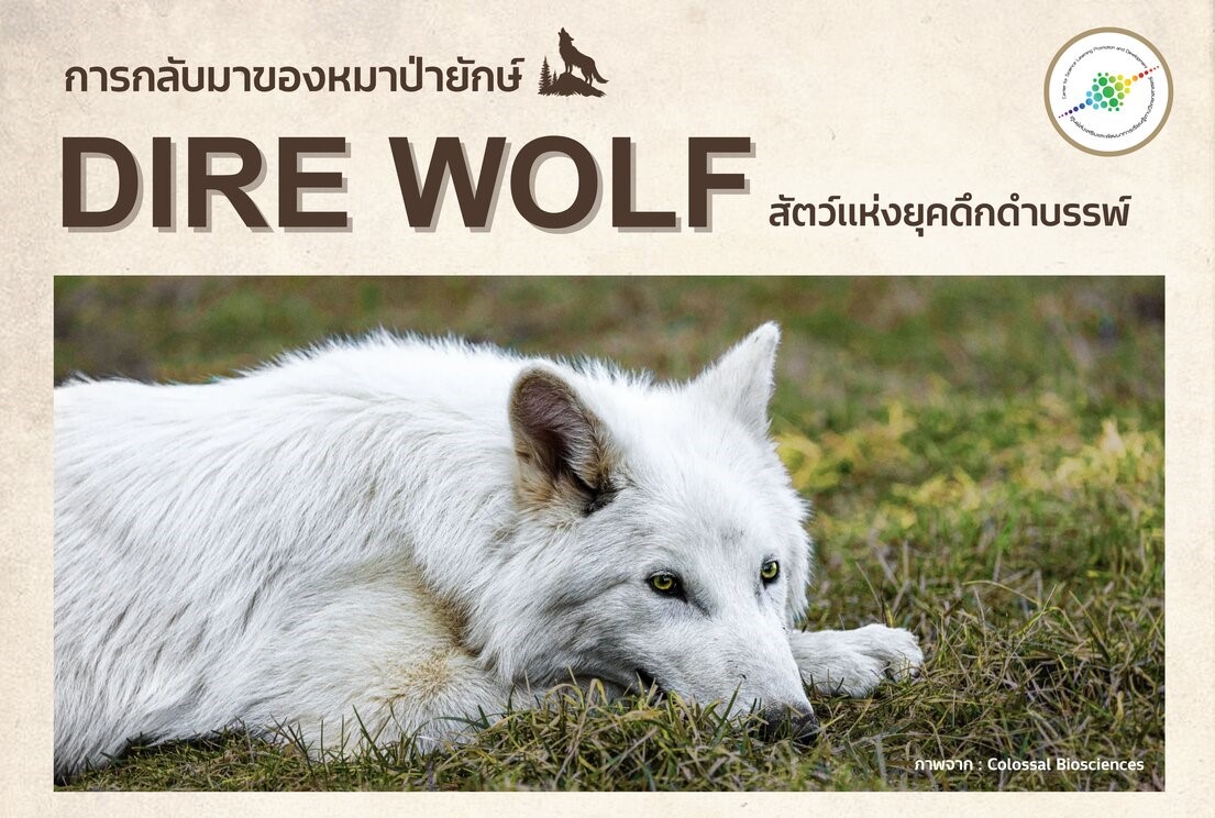การกลับมาของหมาป่ายักษ์ " Dire Wolf " สัตว์แห่งยุคดึกดำบรรพ์ - ศูนย์ ...